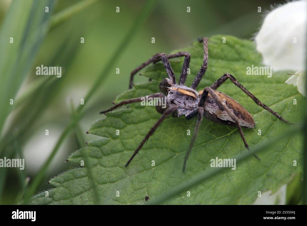 Weeping wolf spider, Pardosa lugubris Stock Photo - Alamy