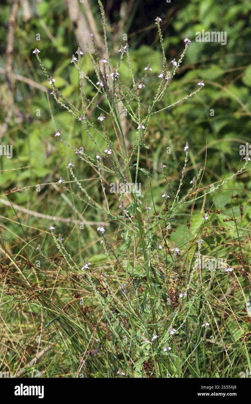 Verbena officinalis, verbena officinalis, common vervain Stock Photo ...