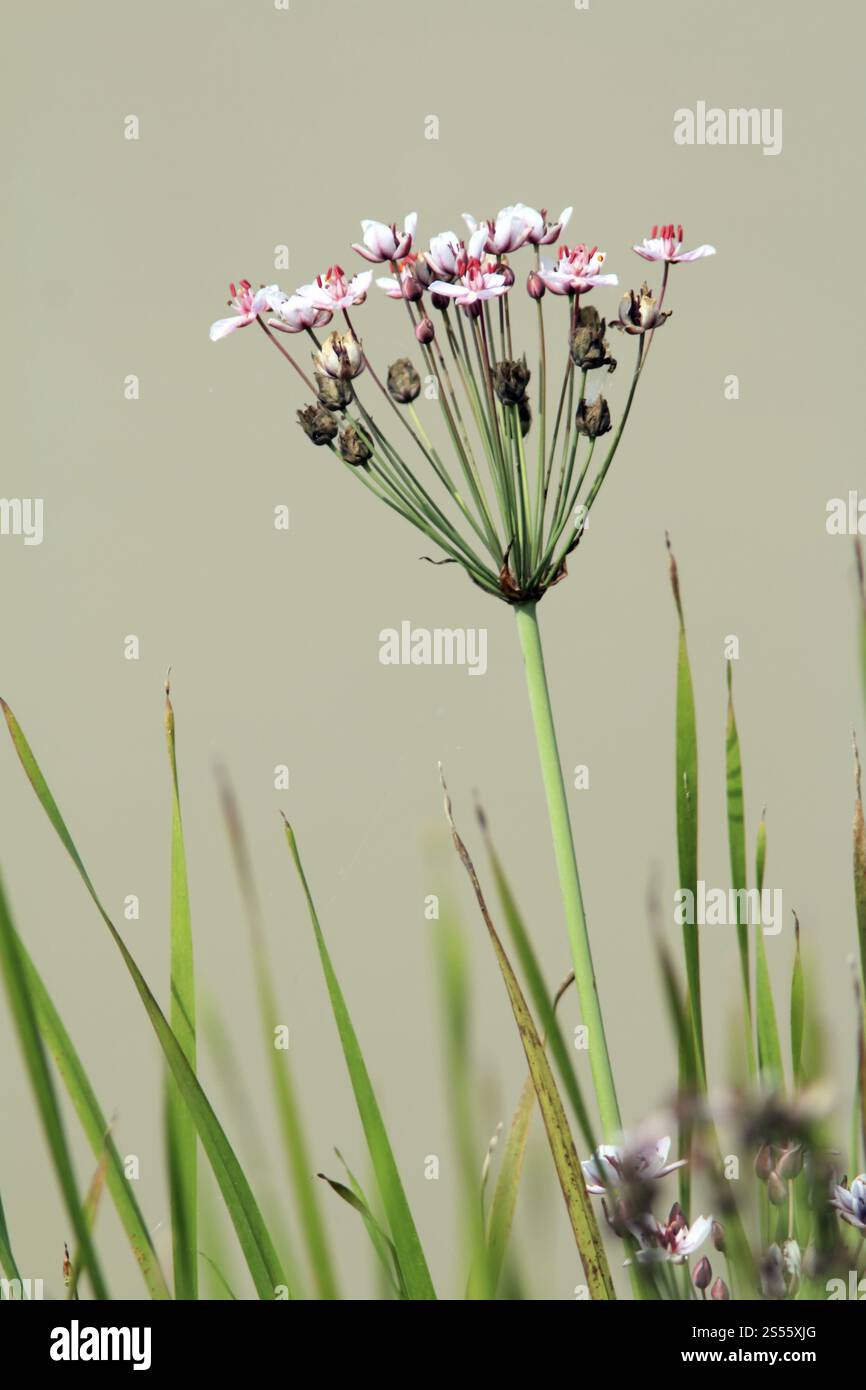 Flowering rush, Butomus umbellatus, Swan flower Stock Photo - Alamy