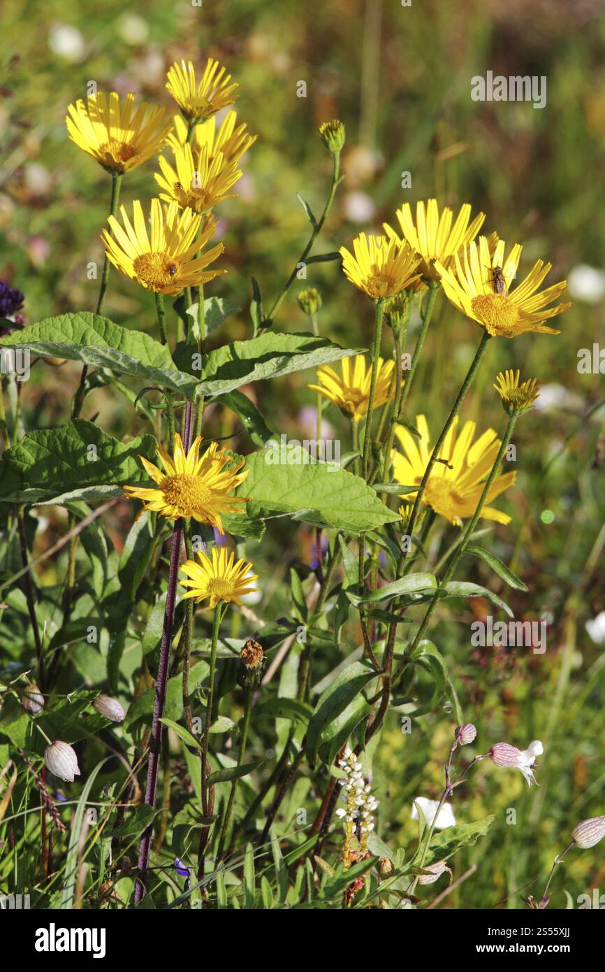 Willow-leaf oxeye, Buphthalmum salicifolium, oxeye daisy Stock Photo ...