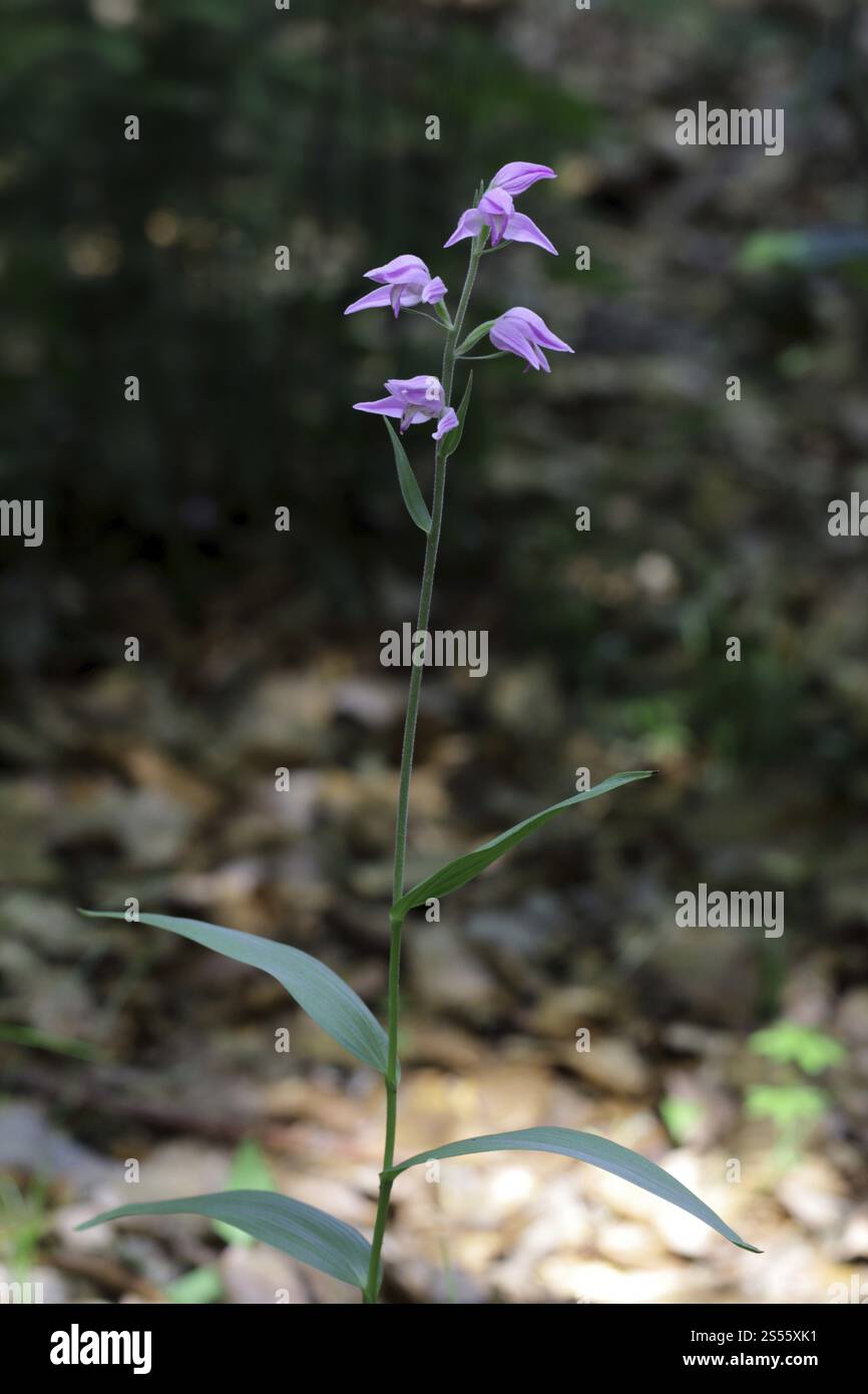 Red helleborine, Cephalanthera rubra, Red helleborine Stock Photo - Alamy