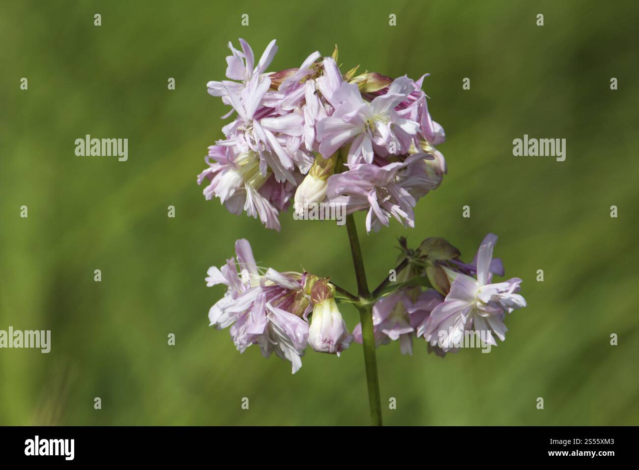 Common soapwort, Saponaria officinalis, soapwort Stock Photo - Alamy