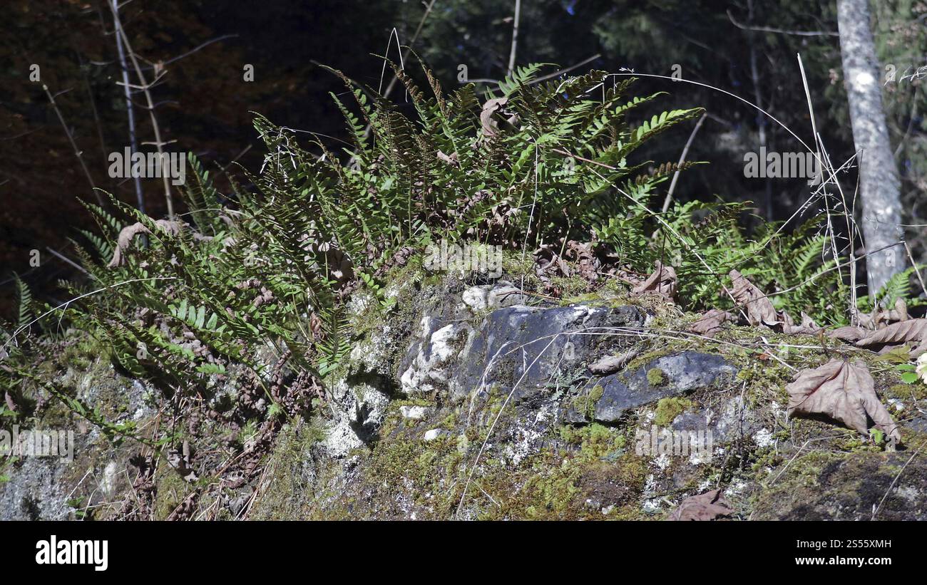 Common polypody, spotted fern, Polypodium vulgare Stock Photo - Alamy