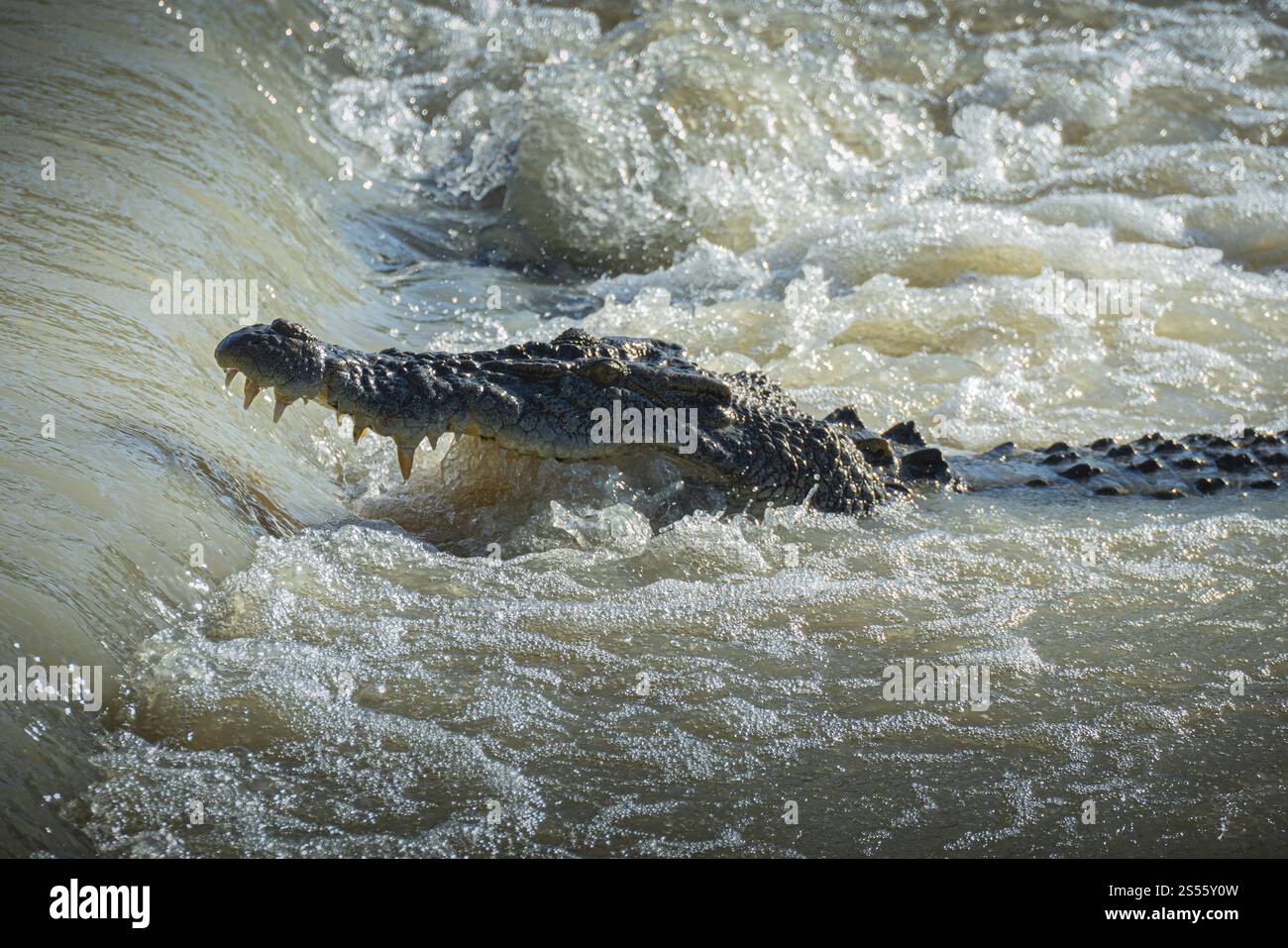 Saltwater crocodile, also known as saltie (Crocodylus porosus) at the ...
