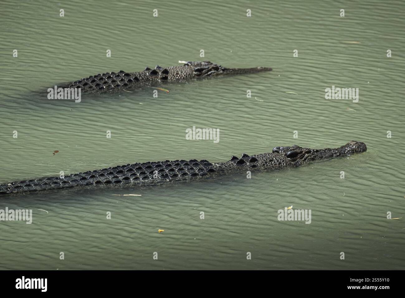 Saltwater crocodiles, also known as salties (Crocodylus porosus) at the ...
