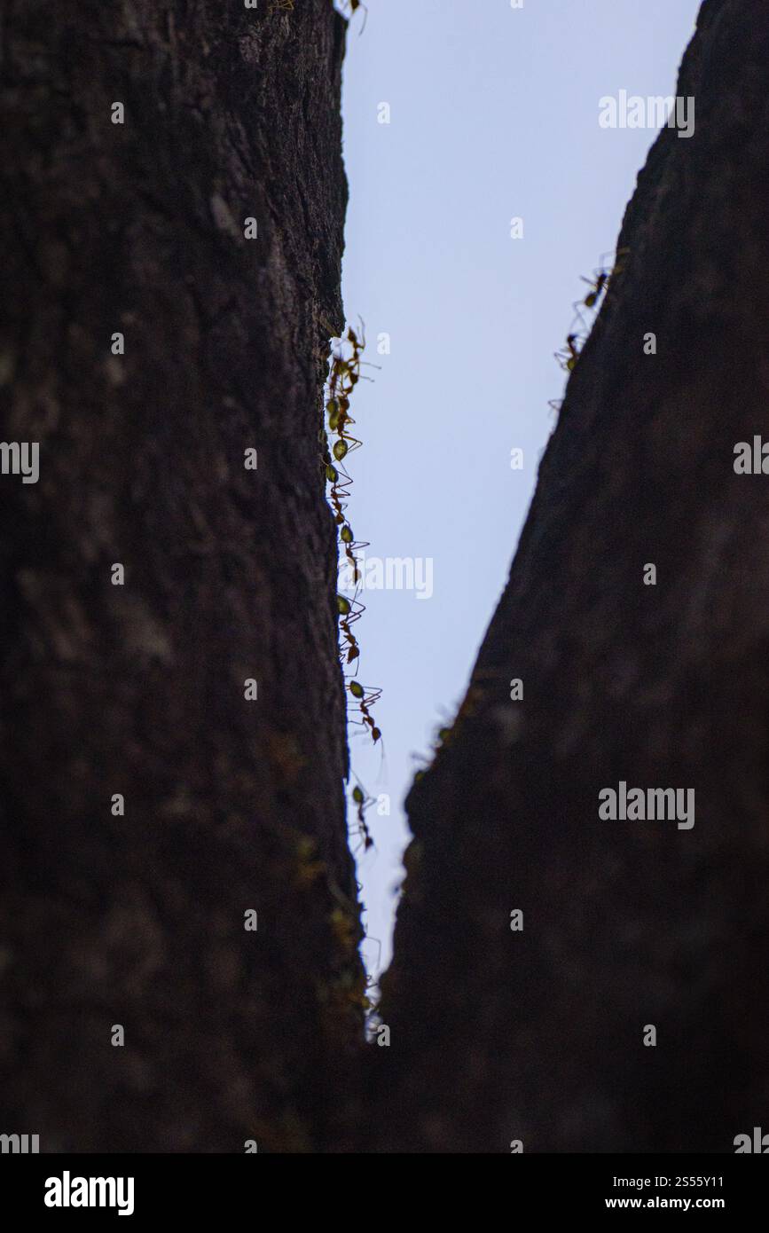 Green tree ants or weaver ants (Oecophylla smaragdina) on a tree ...