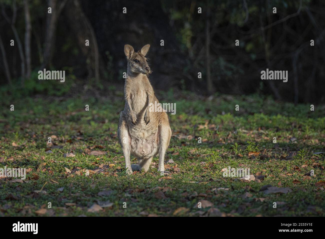 Agile Wallaby (Notamacropus agilis), Mary River National Park, Northern ...