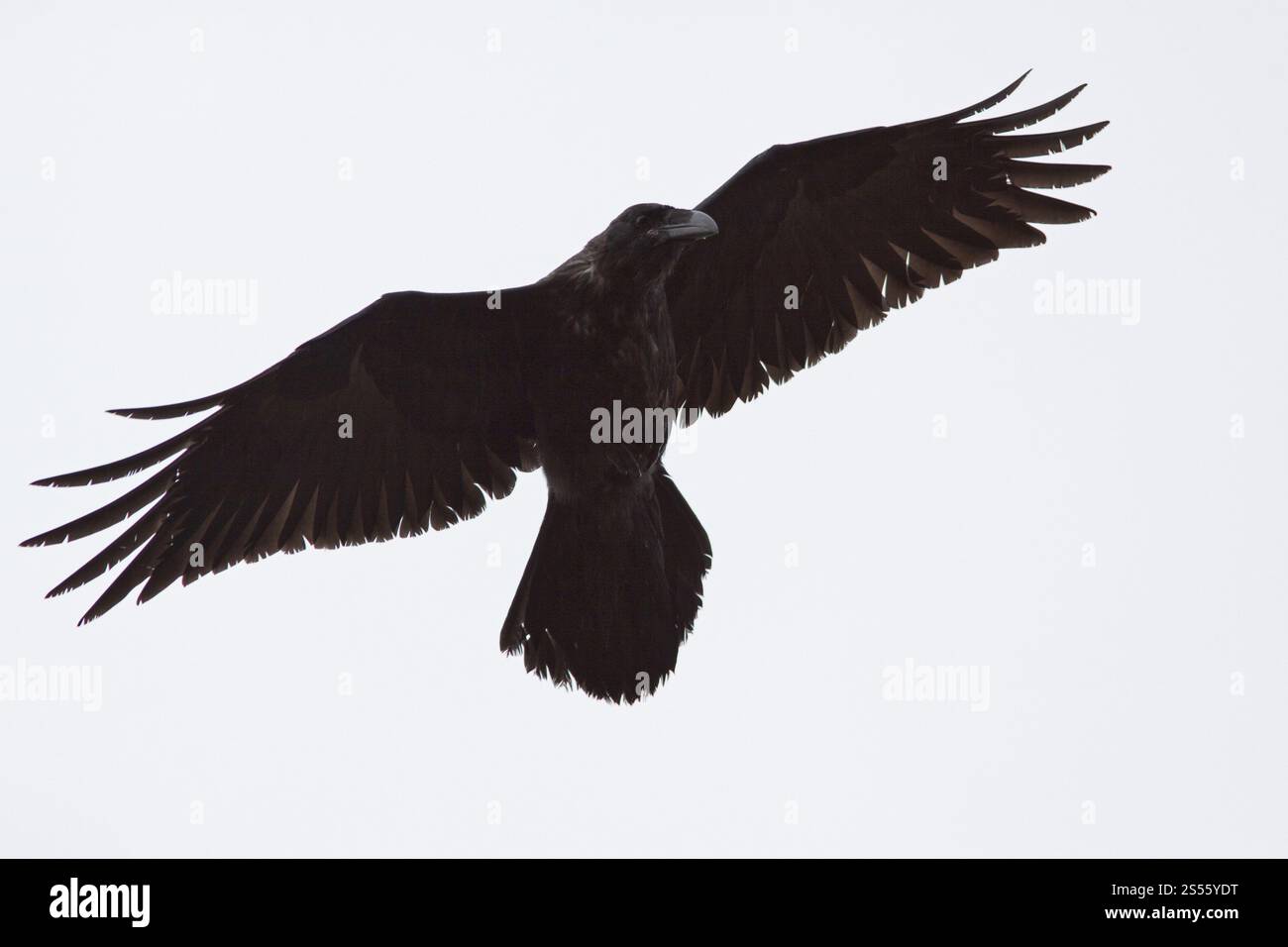 Ravens habitat hi-res stock photography and images - Alamy
