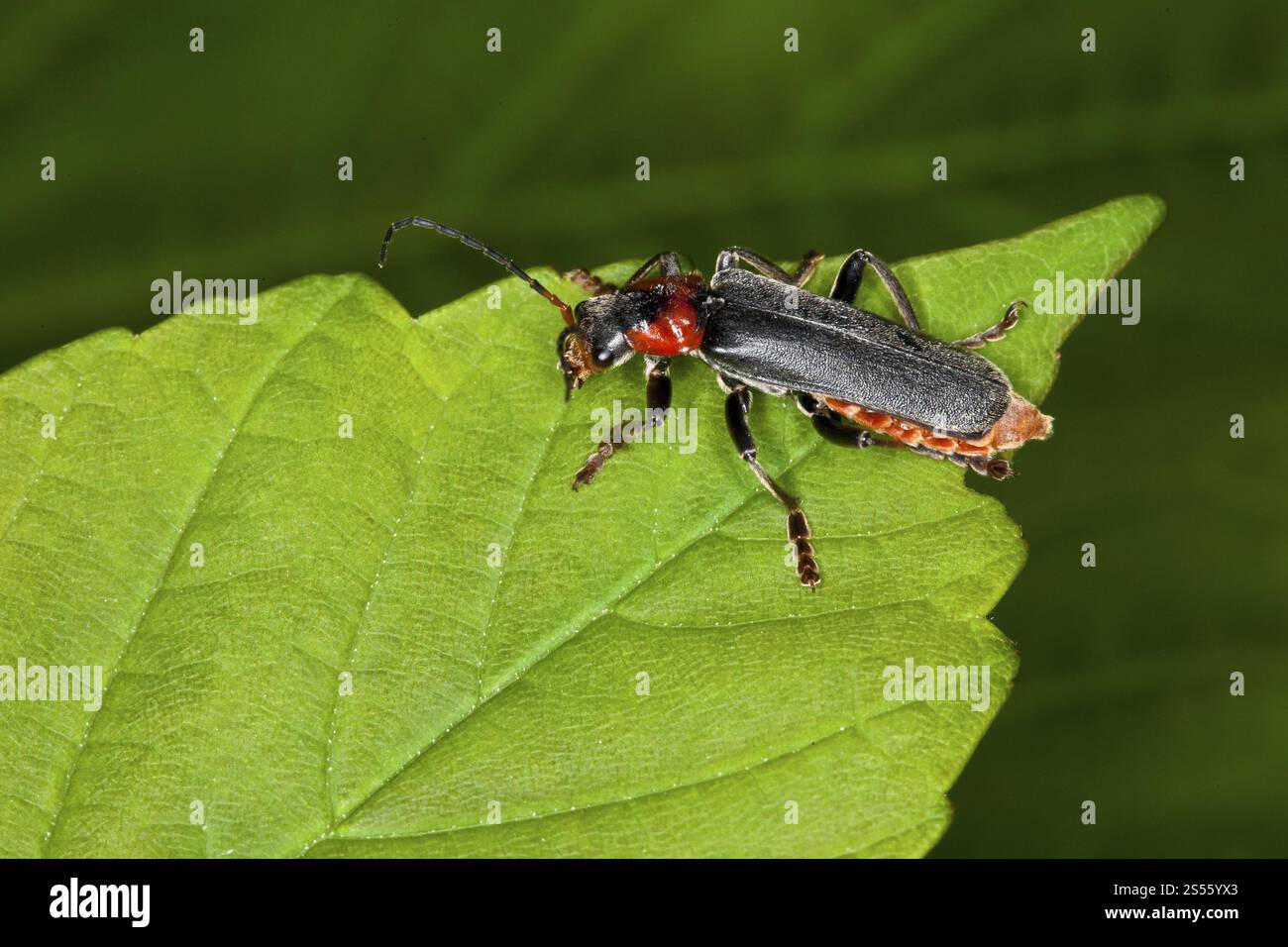 Soldie beetle, Cantharis fusca, soft-bodied beetle Stock Photo - Alamy