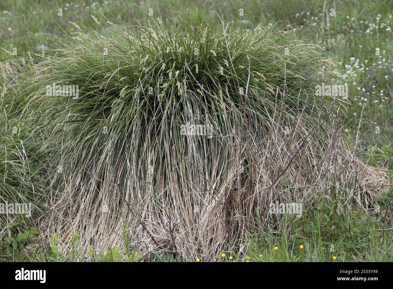 Greater tussock sedge carex paniculata hi-res stock photography and ...