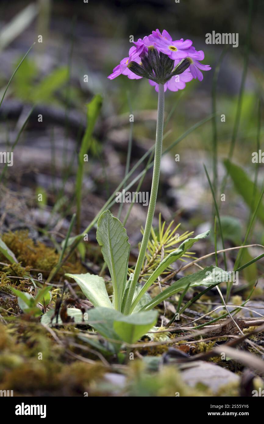 Bird's-eye primerose, Primula farinosa, flour primrose Stock Photo - Alamy