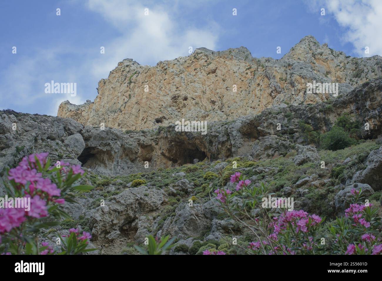 Flowering oleander in the Kourtaliotiko gorge, hiking, mountain hiking ...