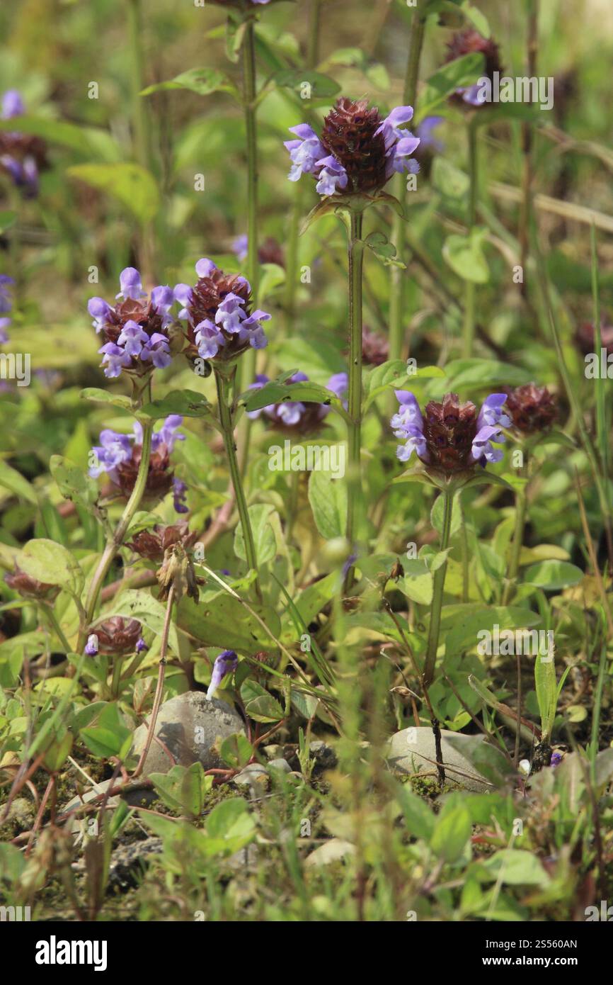 Prunella vulgaris, Common selfheal Stock Photo - Alamy