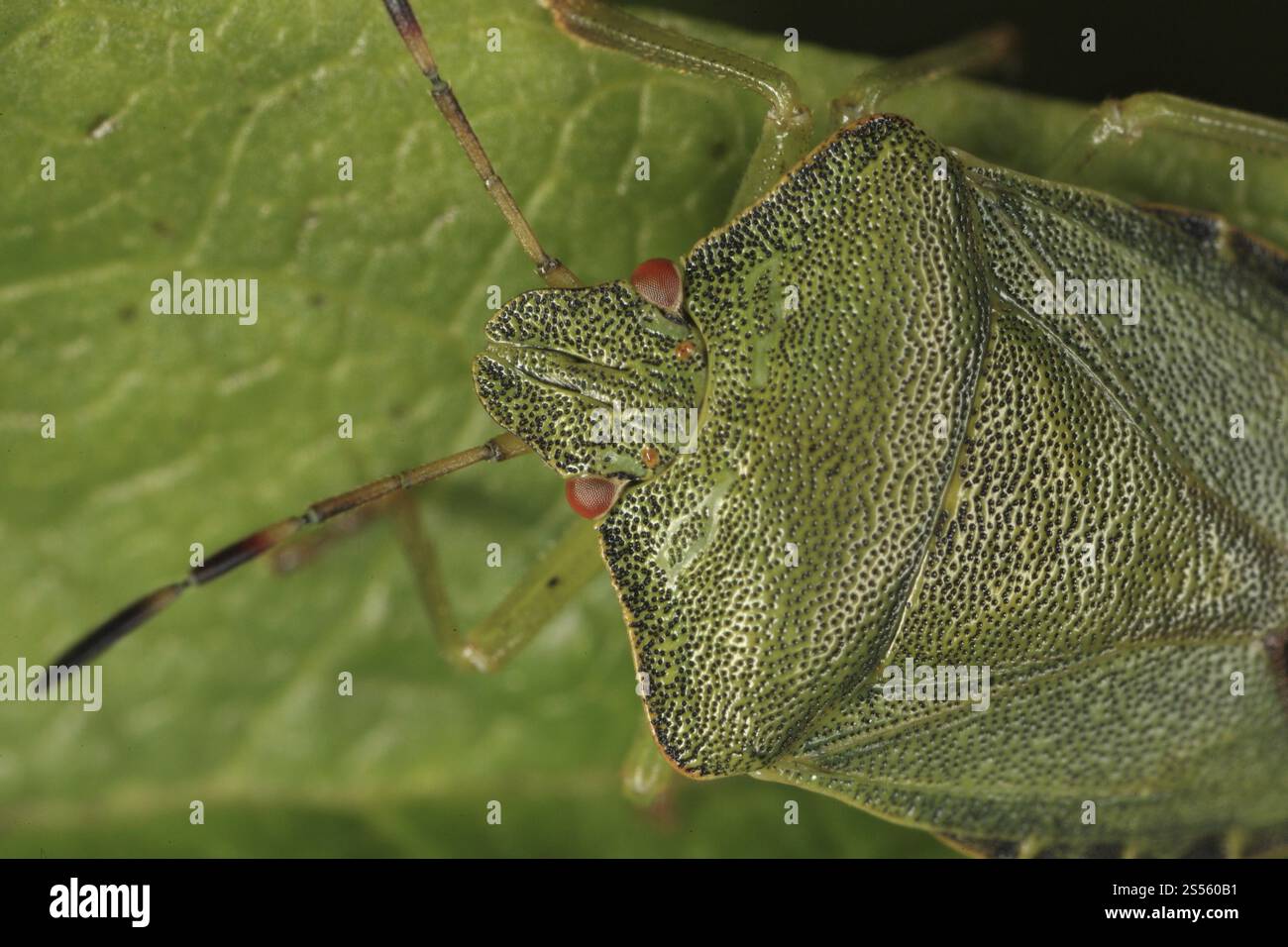 Green shield bug, Green Shield bow Stock Photo - Alamy