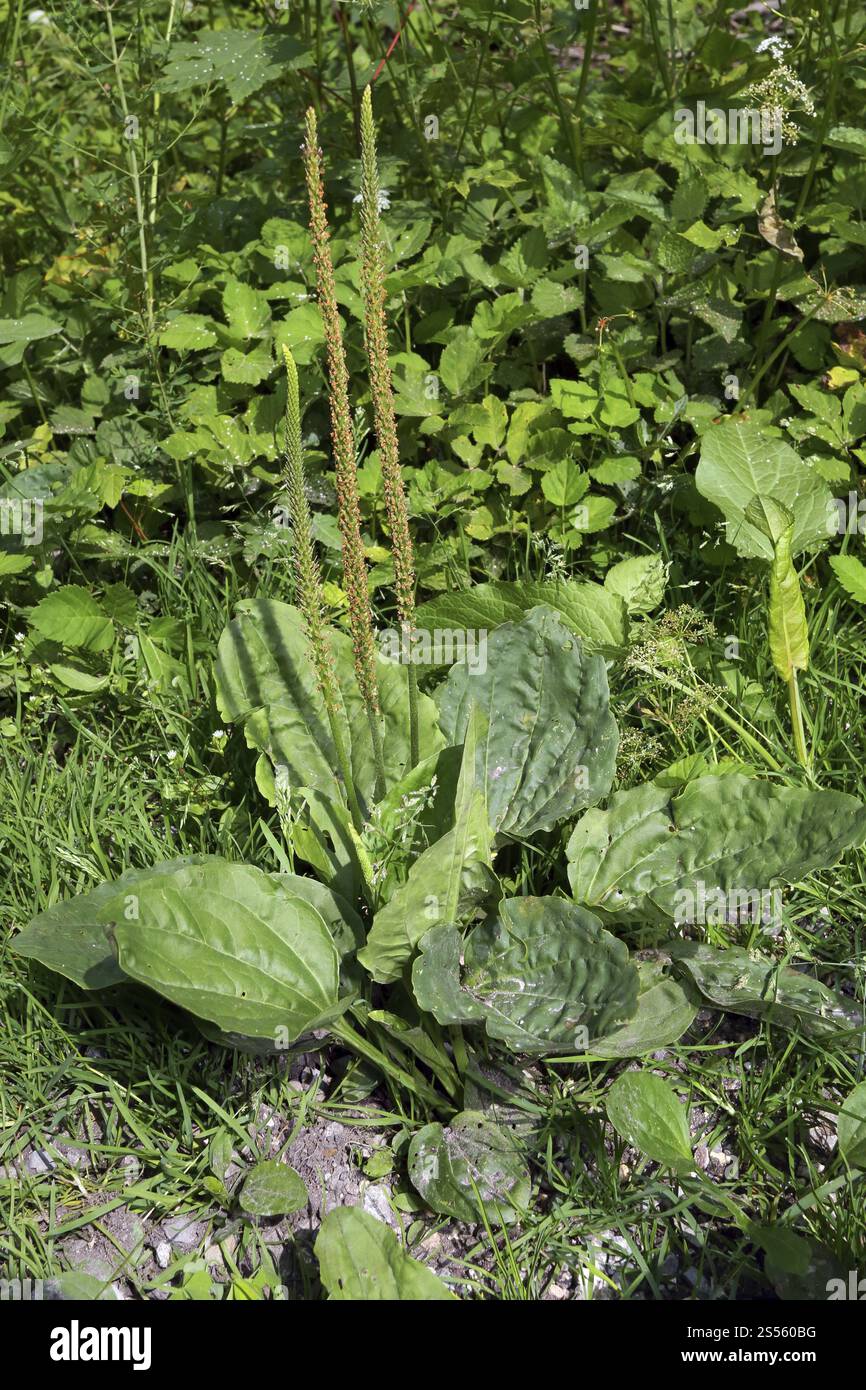 Plantago major, Broadleaf Plantain Stock Photo - Alamy