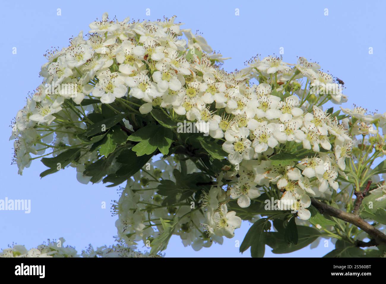 Wayfaring tree, Viburnum lantana, Viburnum lantana Stock Photo - Alamy