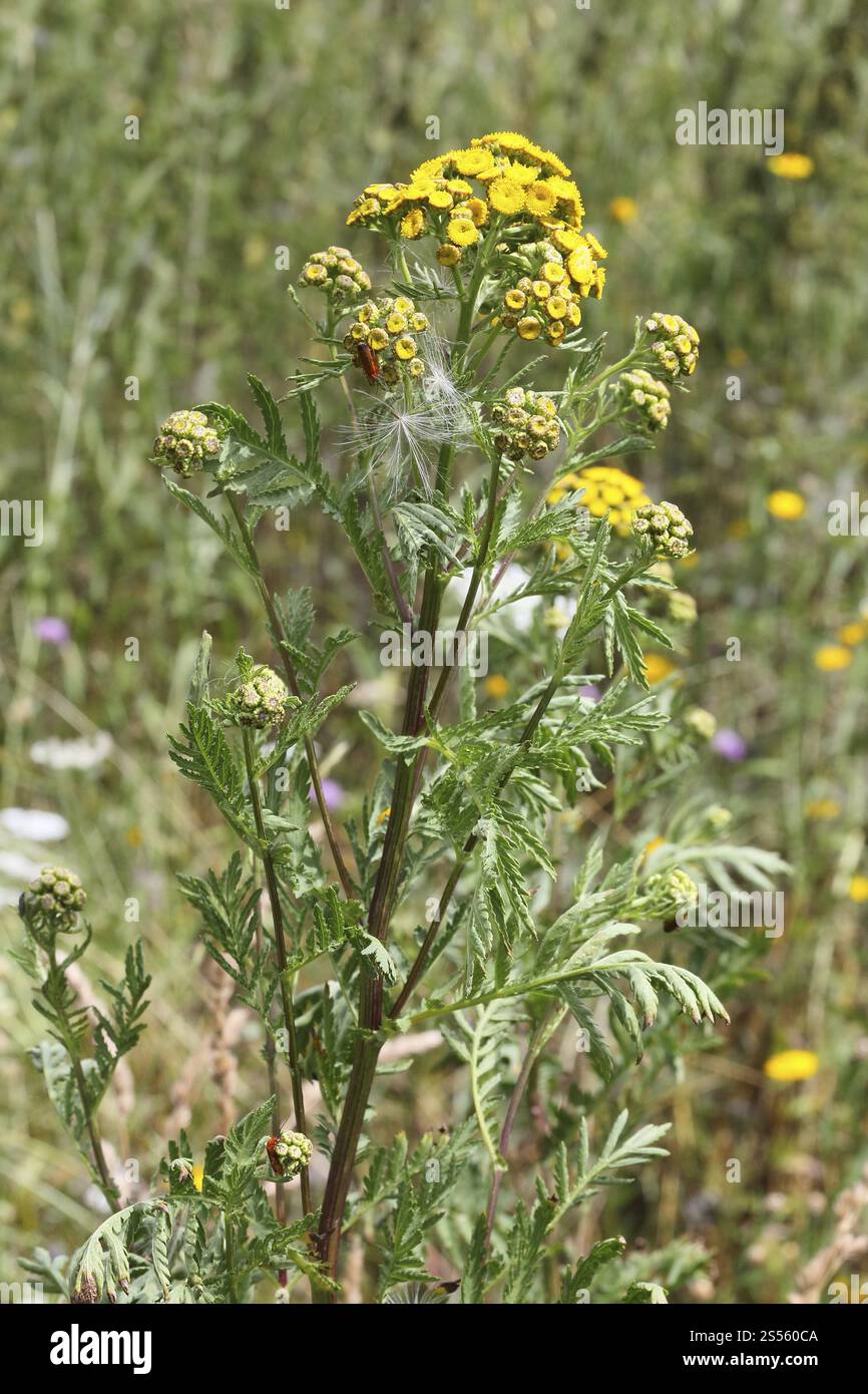 Tanacetum vulgare, Tansy, Common Tansy Stock Photo - Alamy