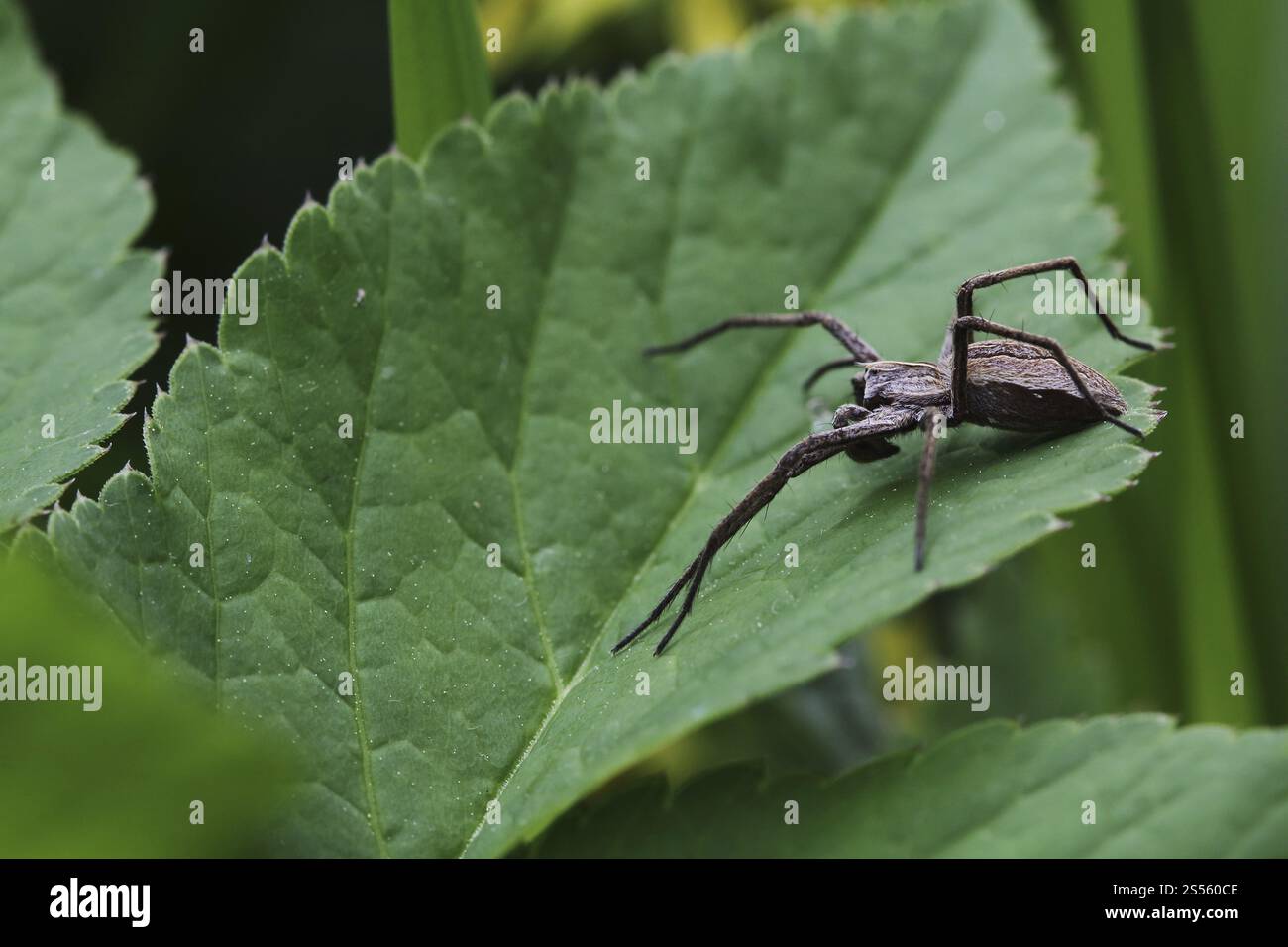 Nursery web spider, Pisaura mirabilis, list spider Stock Photo - Alamy