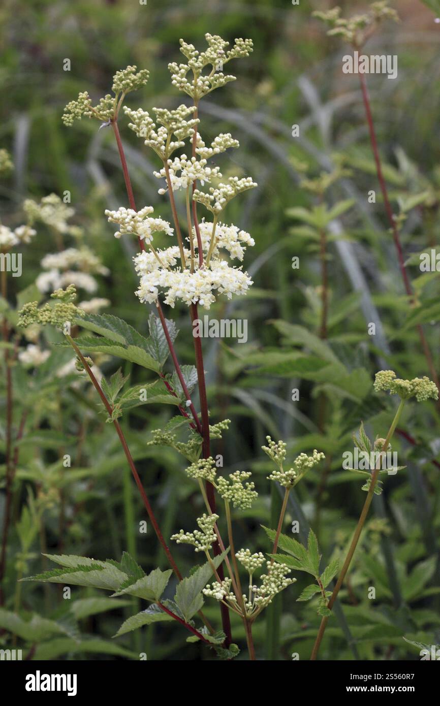Meadowsweet, Filipendula ulmaria Stock Photo - Alamy