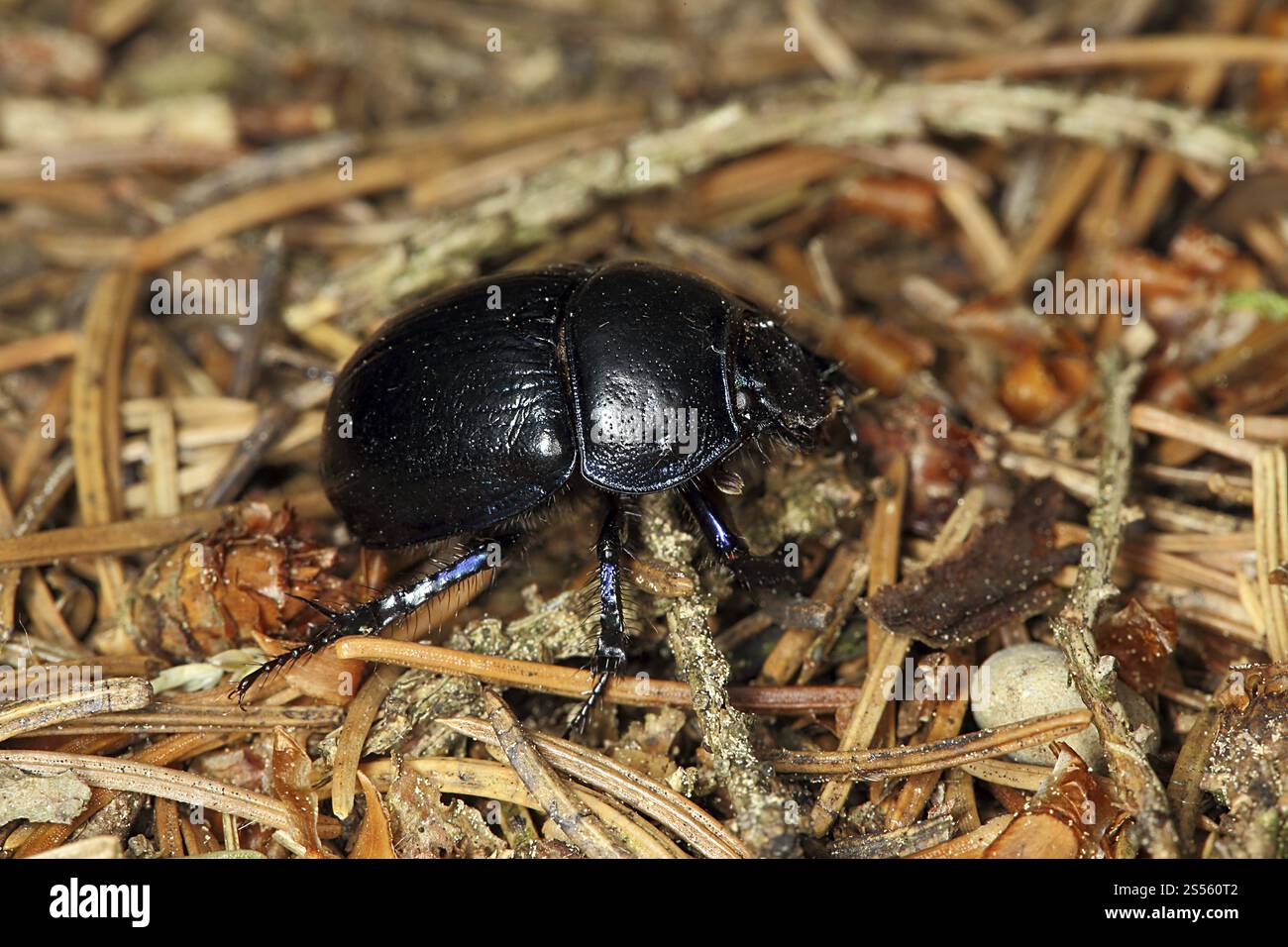Geotrupes stercorarius, dung beetle Stock Photo - Alamy