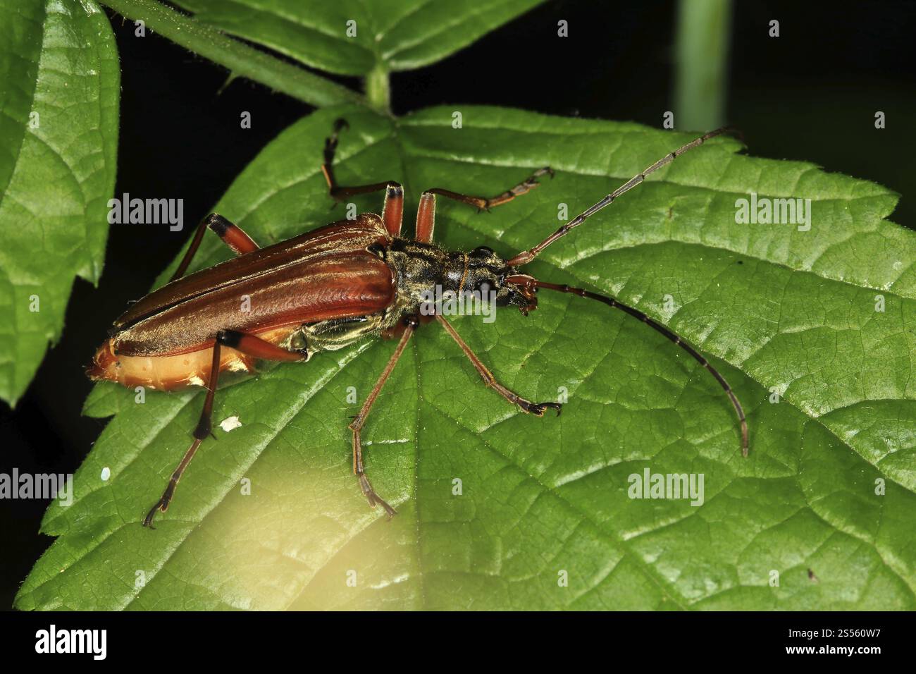 Longhorn beetle, Stenocorus meridianus, Stenocorus meridianus Stock ...