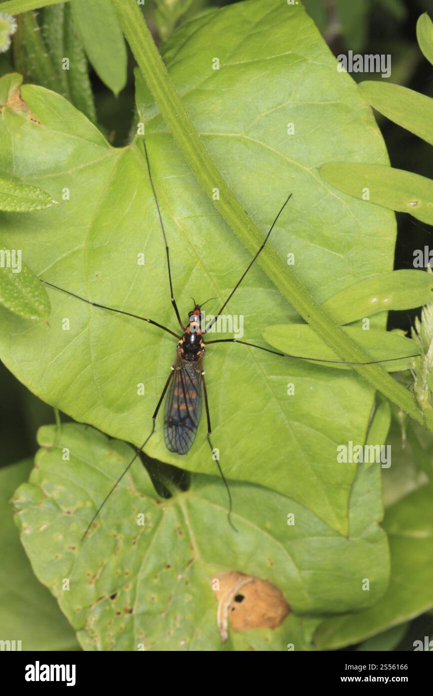 Nephrotoma crocata, Nephrotoma crocata Stock Photo - Alamy