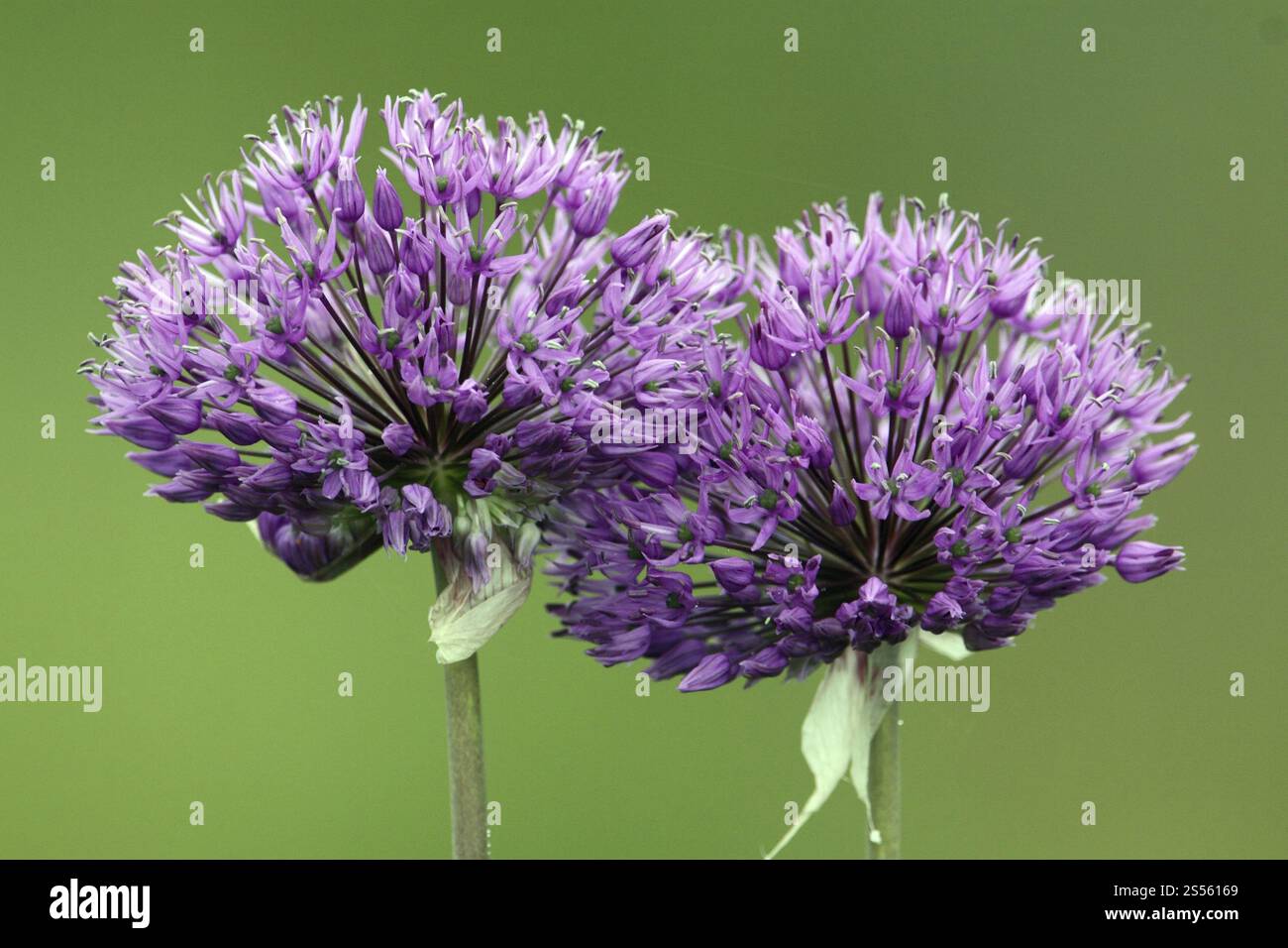 Giant leek, Allium giganteum, Giant allium Stock Photo - Alamy