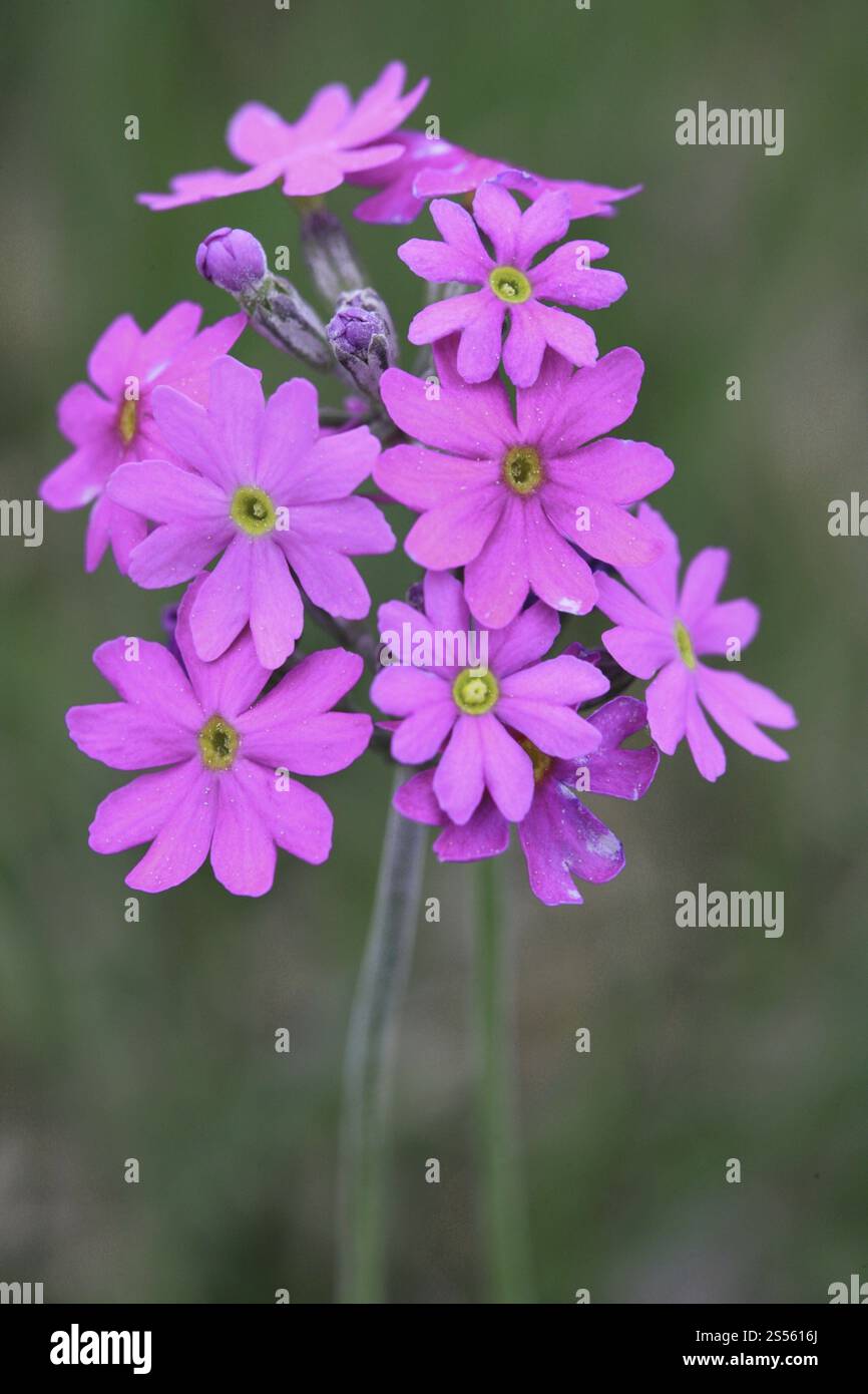Primula farinosa, Bird's eye primrose Stock Photo - Alamy