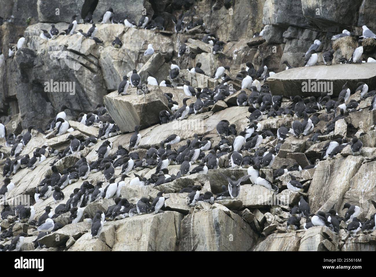 Seabird colony in Northern Norway with razorbills and kittiwakes. Bird ...