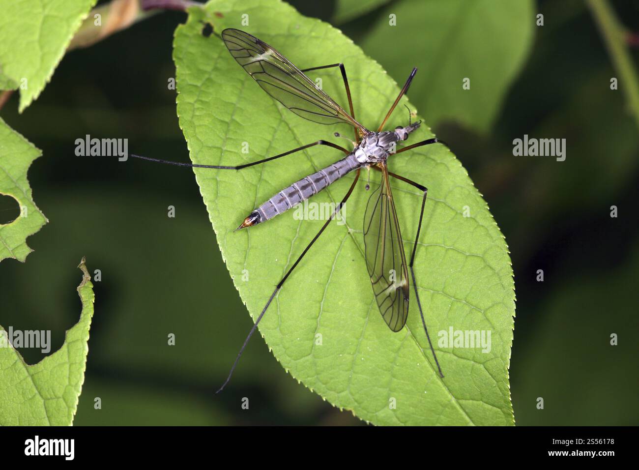 Tipula luna, Crane Fly, Snake, Tipulidae Stock Photo - Alamy