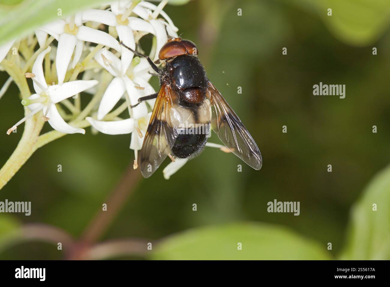 Volucella pellucens pellucid fly hi-res stock photography and images ...