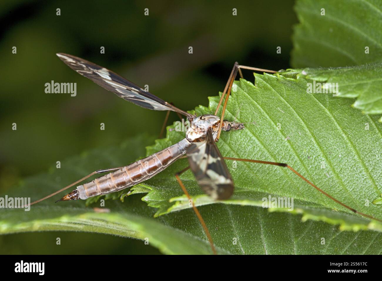 Giant snake, Tipula maxima, Crane fly Stock Photo - Alamy