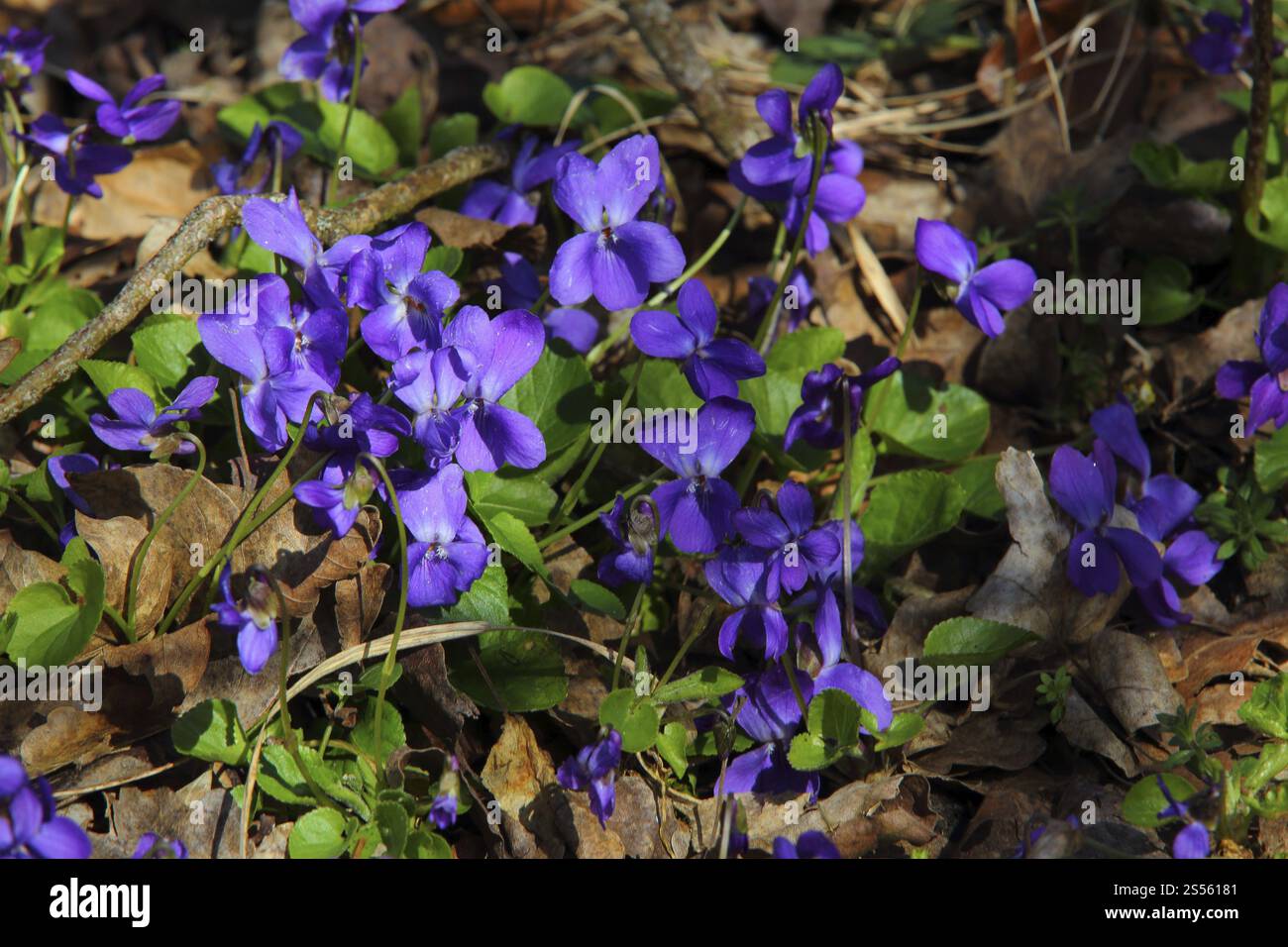 Wood violet, Viola odorata, March violet Stock Photo - Alamy