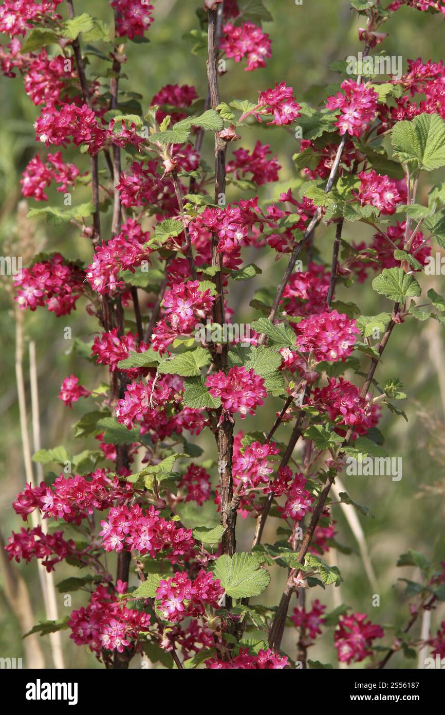 Currant garden shrubs hi-res stock photography and images - Alamy