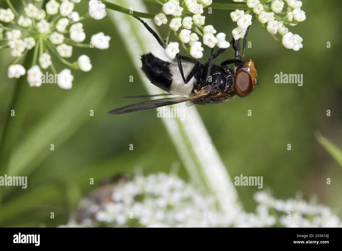 Volucella pellucens, Pellucid Fly, pellucid fly Stock Photo - Alamy