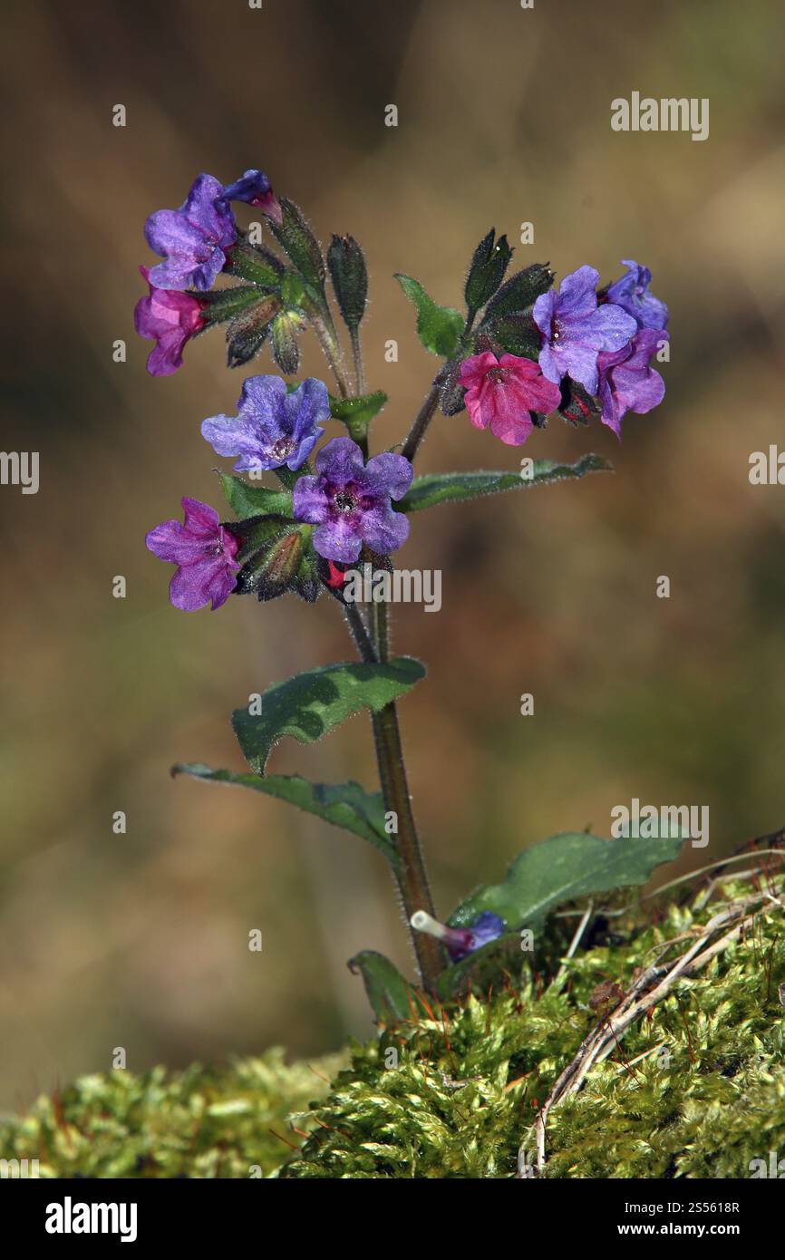 Common lungwort, Pulmonaria officinalis, Lungwort Stock Photo - Alamy