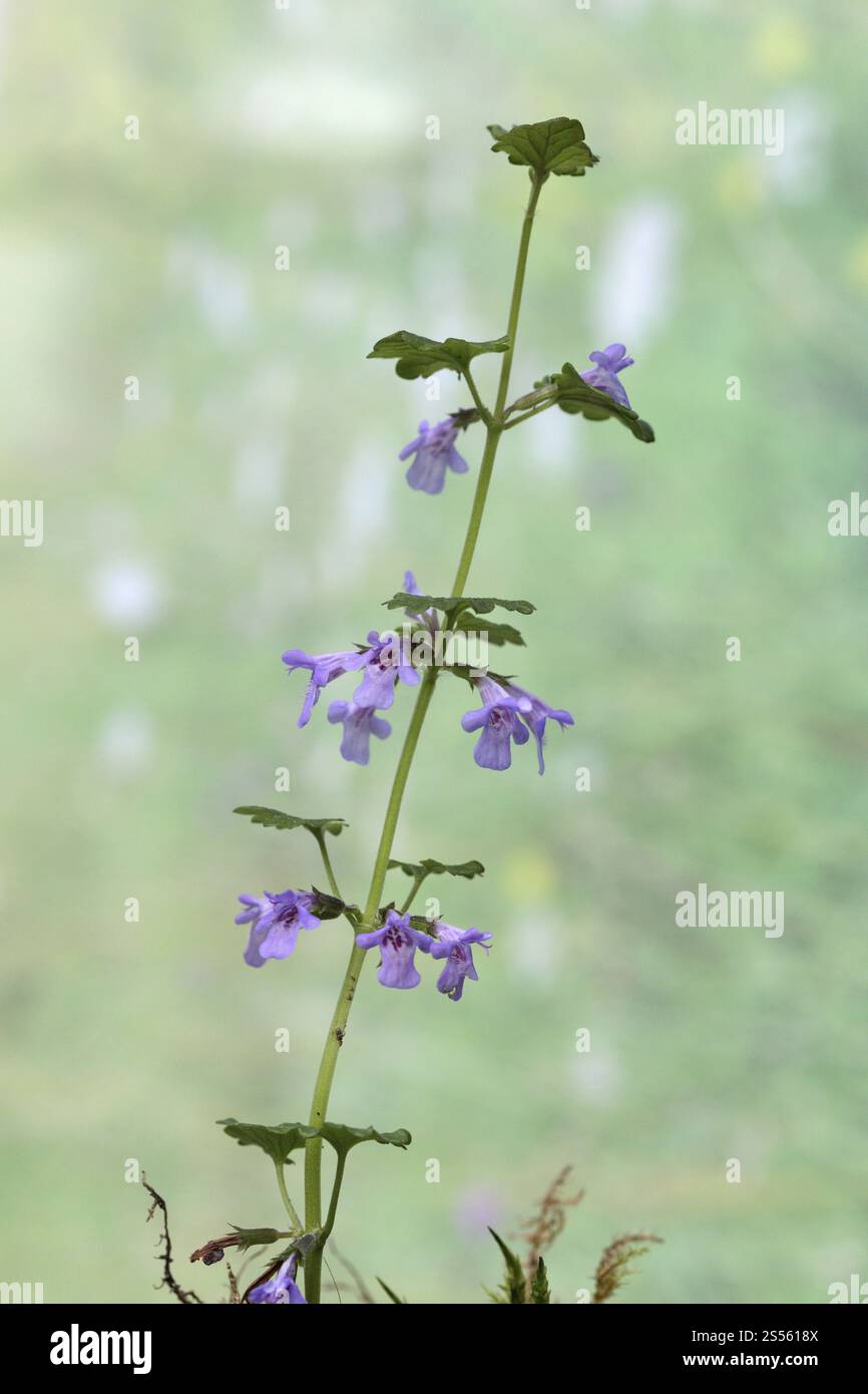 Ground ivy, Glechoma hederacea, ground ivy Stock Photo - Alamy