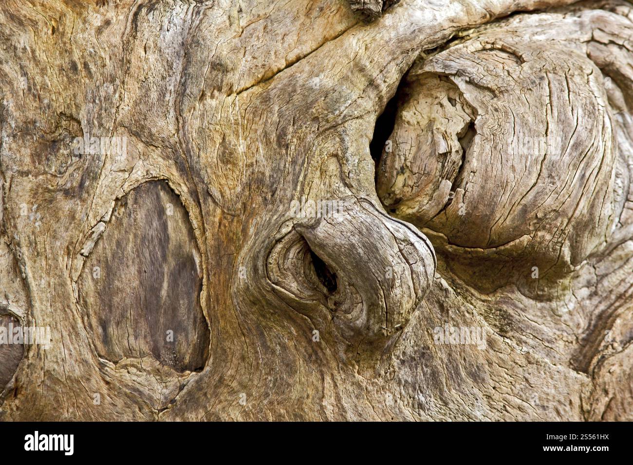 Tree face, wooden head Stock Photo - Alamy