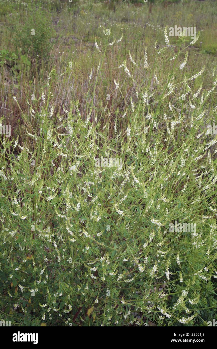 Bokhara clover, Melilotus albus Stock Photo - Alamy