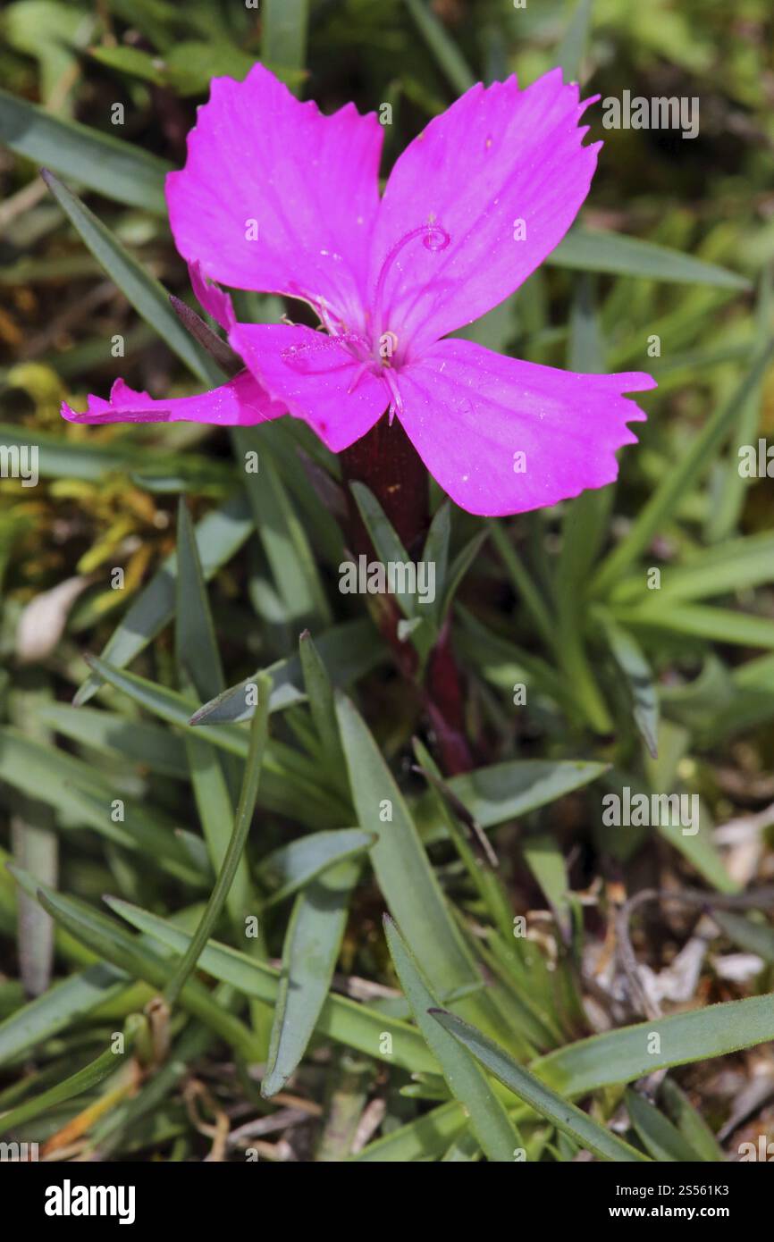 Cheddar pink, Dianthus gratioanopolitanus, Peony carnation Stock Photo ...