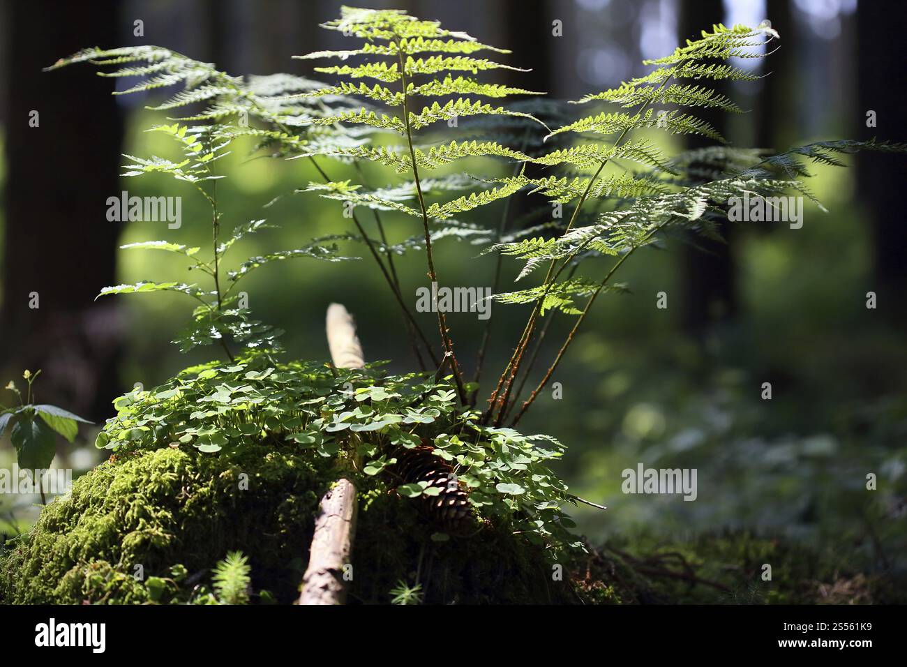 Spiny fern, Dryopteris carthusiana (dilatata), broad buckler fern Stock ...