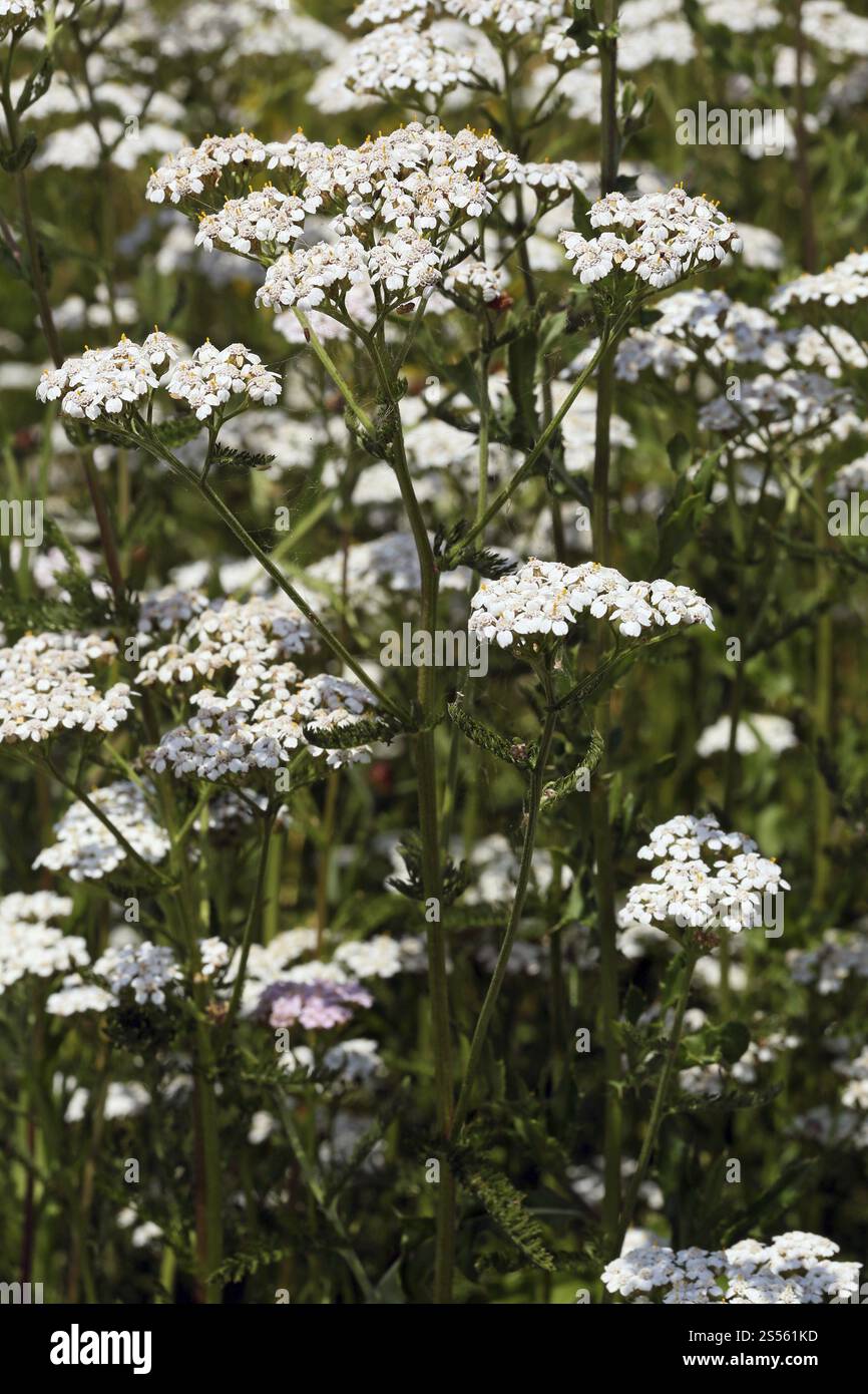 Achillea fusca hi-res stock photography and images - Alamy