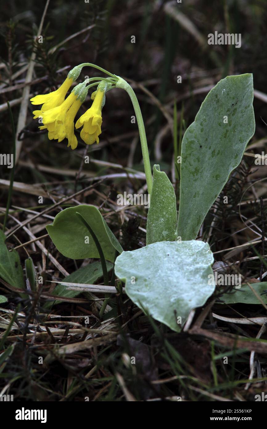 Alpine auricle, Primula auricula, Mountain cowslip Stock Photo - Alamy