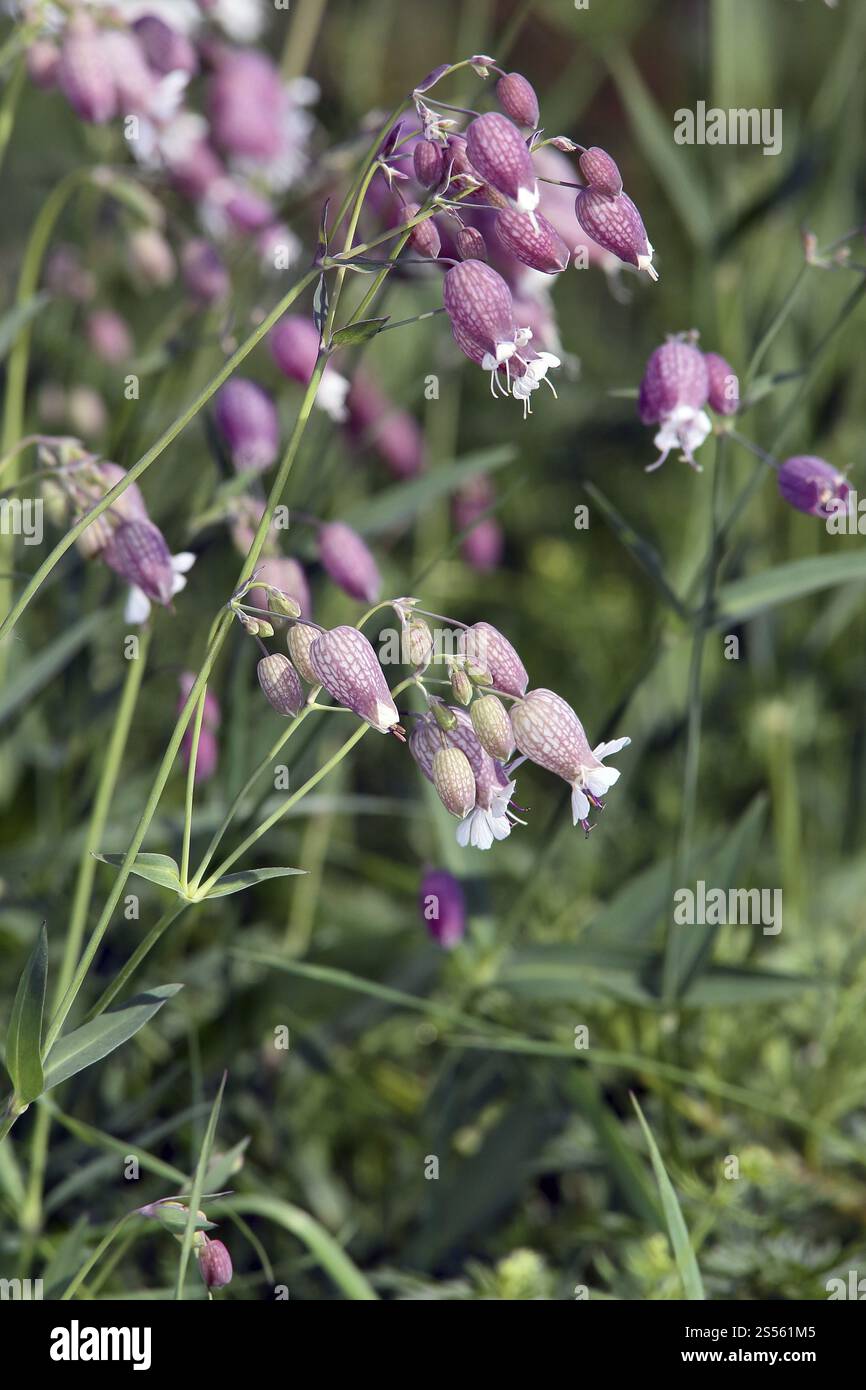 Silene vulgaris, Bladder Campion Stock Photo - Alamy