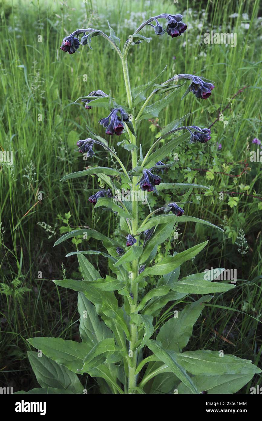Houndstongue, Cynoglossum officinale, true hound's tongue Stock Photo ...
