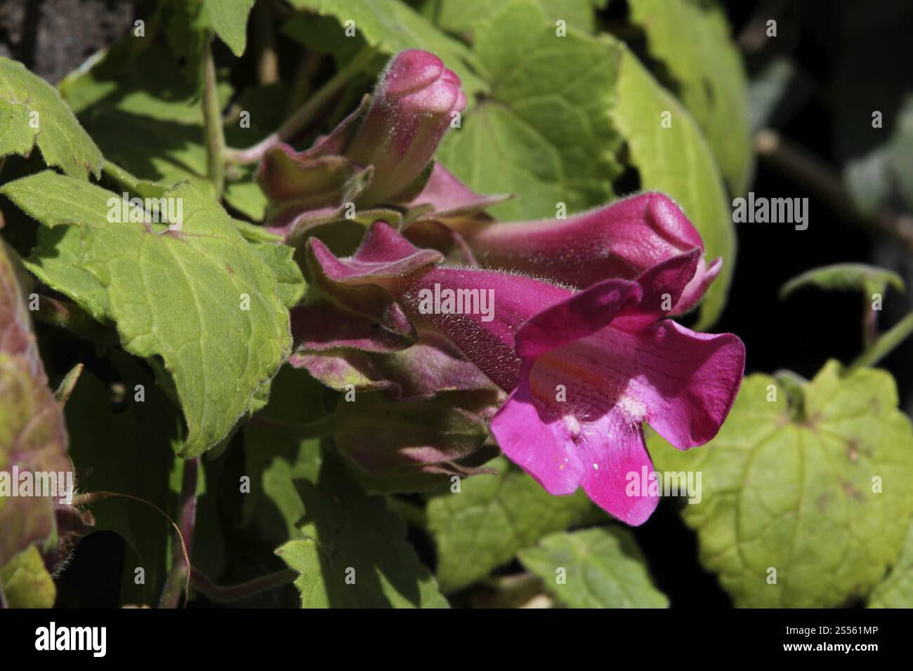 Creeping gloxinia, Lophospermum erubescens, climbing gloxinia Stock ...