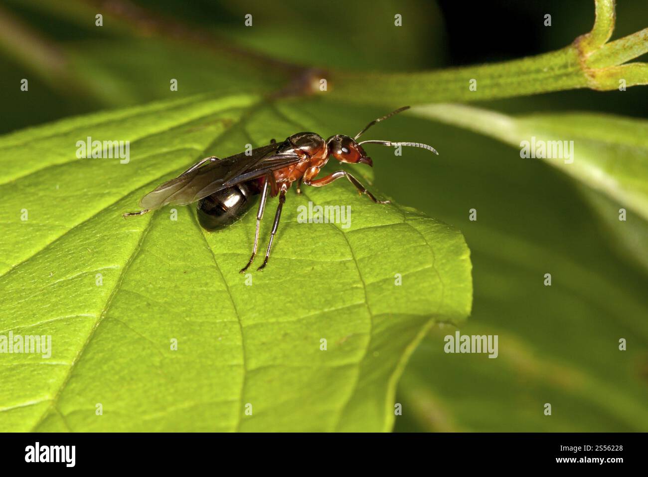 Formica pratensis, queen, Formica pratensis Stock Photo - Alamy