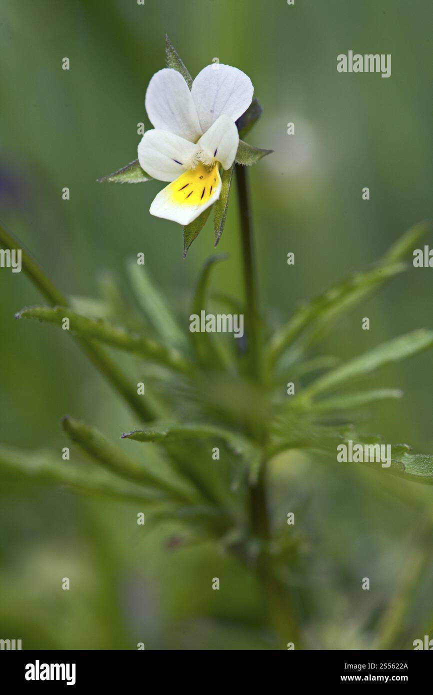Viola arvensis, field pansy Stock Photo - Alamy