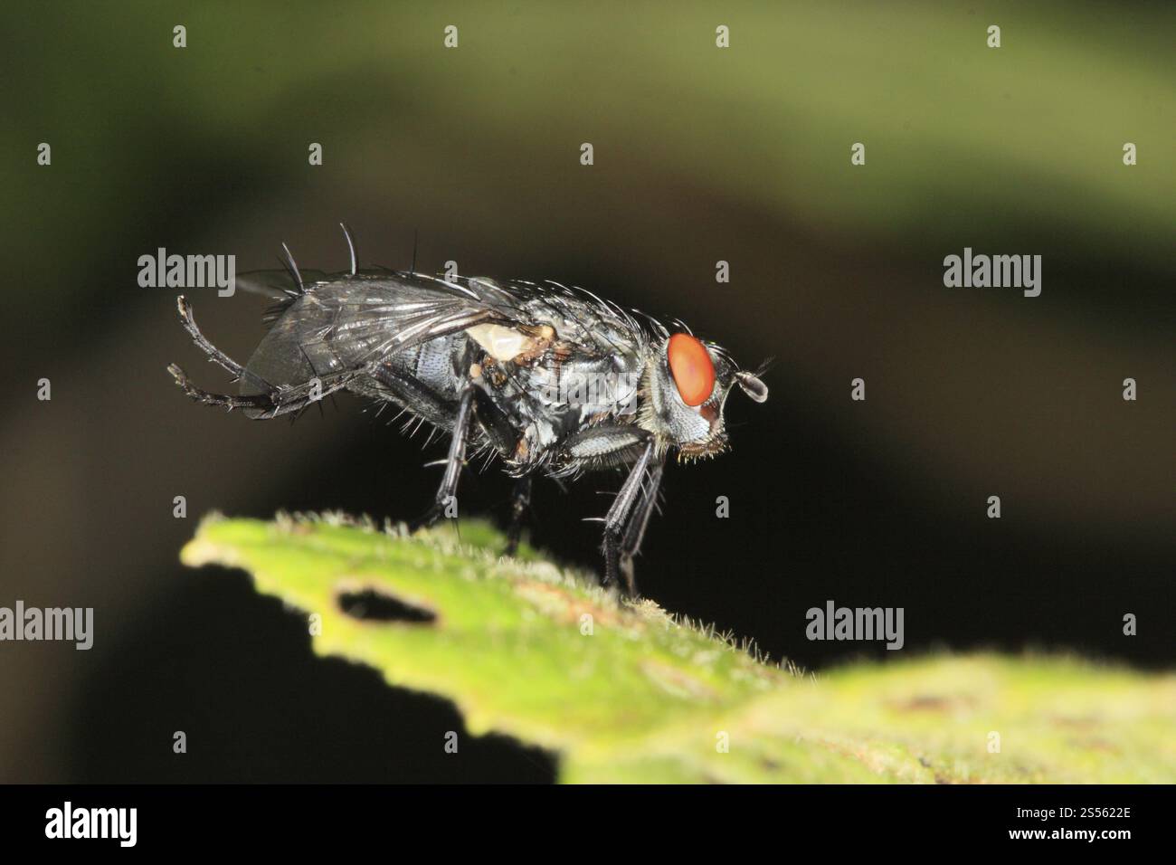 Blowfly, Calliophora, Carrion Fly Stock Photo - Alamy