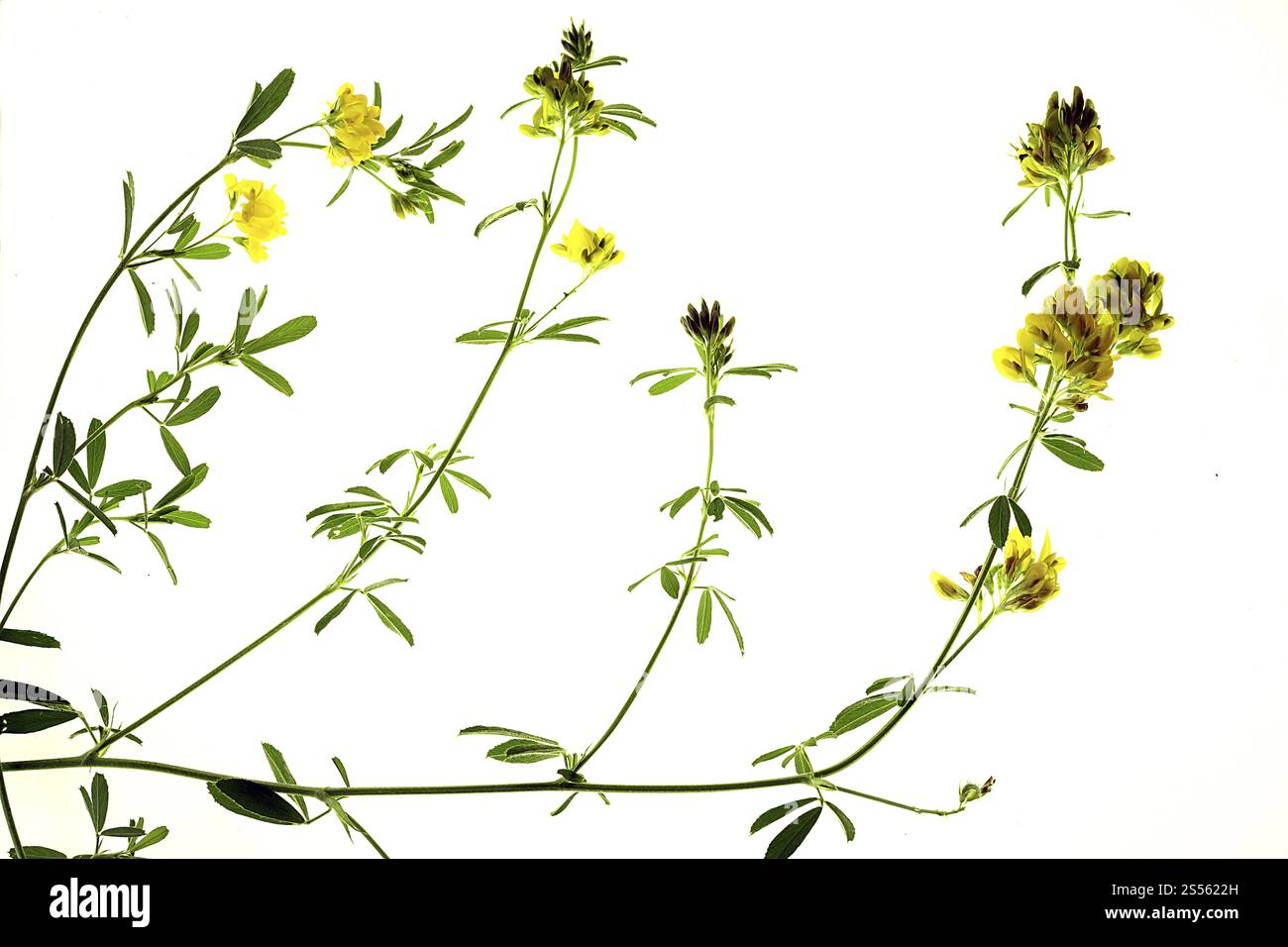Trifolium campestre, Field Clover, Hop Trefoil Stock Photo - Alamy